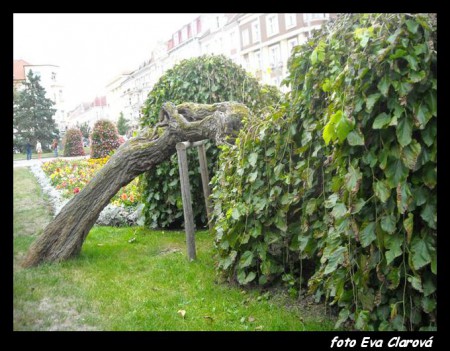 Táborské stromy - Moruše převislá :: Magazín Táborsko sobě